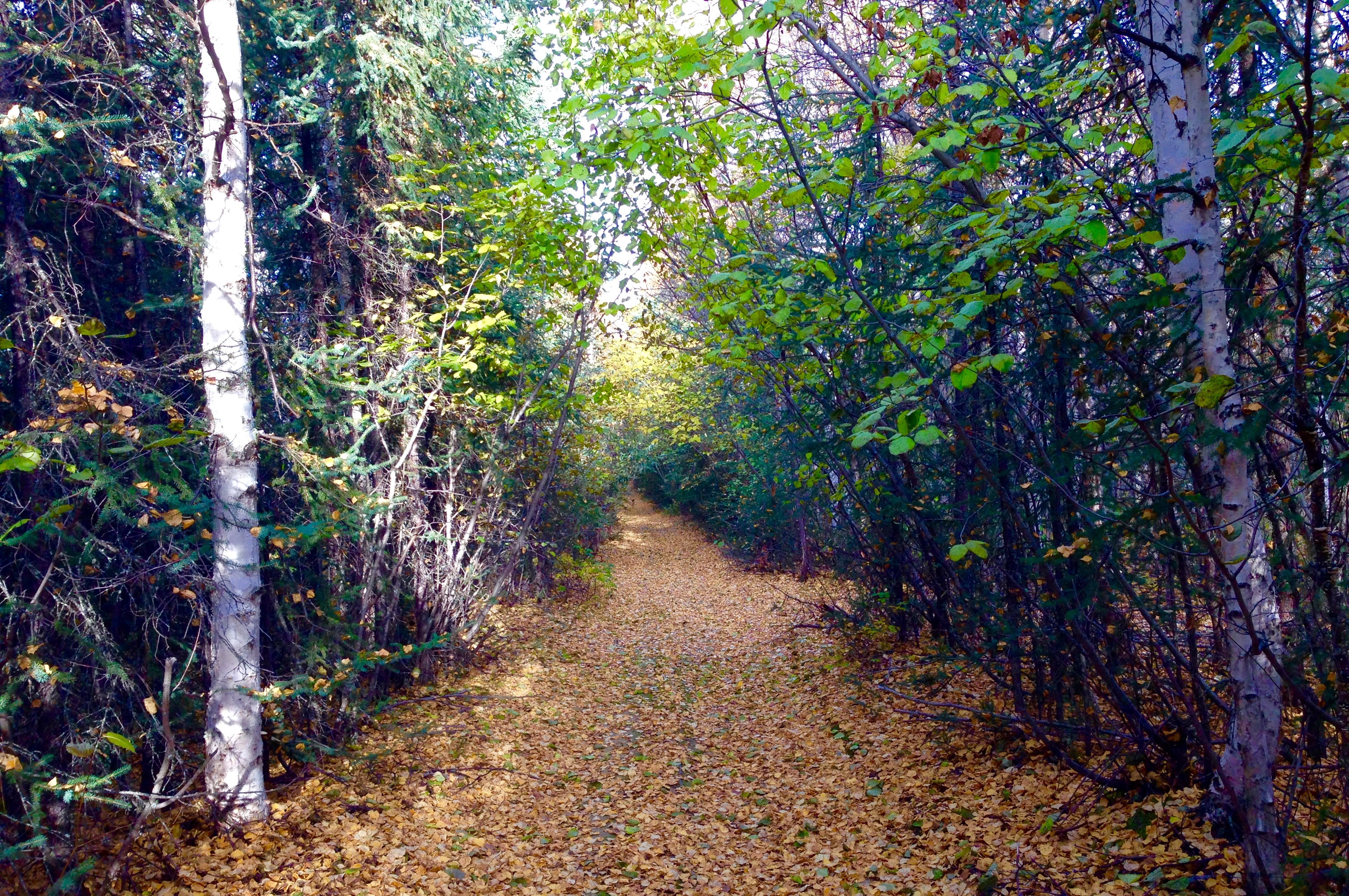 September Woods | Circle to Circle