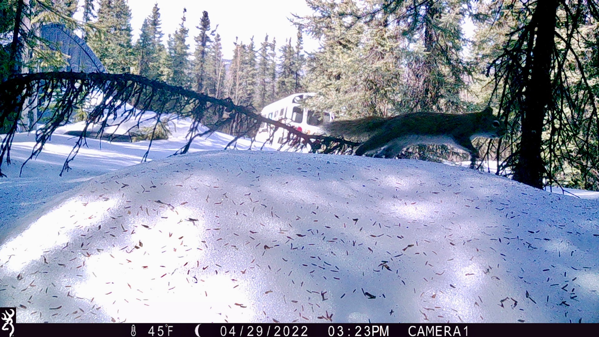 Pine Rat | Circle to Circle