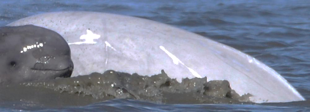 Belugas Count! 2022 | Circle to Circle